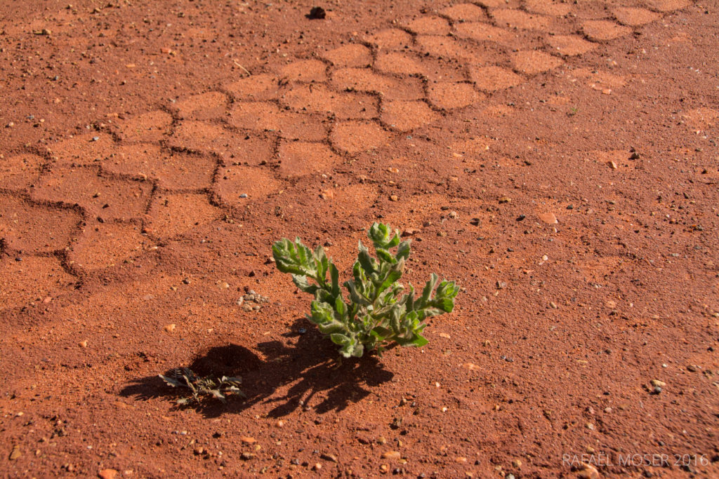 Part 3: From Exmouth to Karijini – Rafael's Website